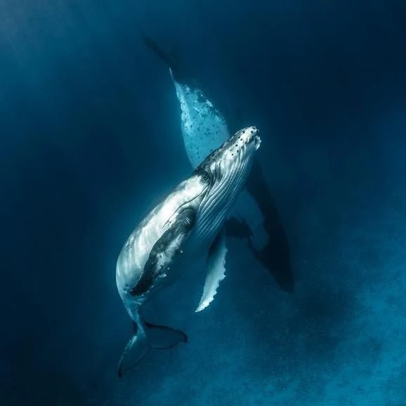 Whale_Print_Devotion-849141.webp?v=1667373609